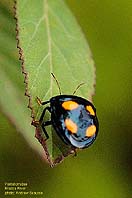 Papua Insects Foundation (Hemiptera/Heteroptera)